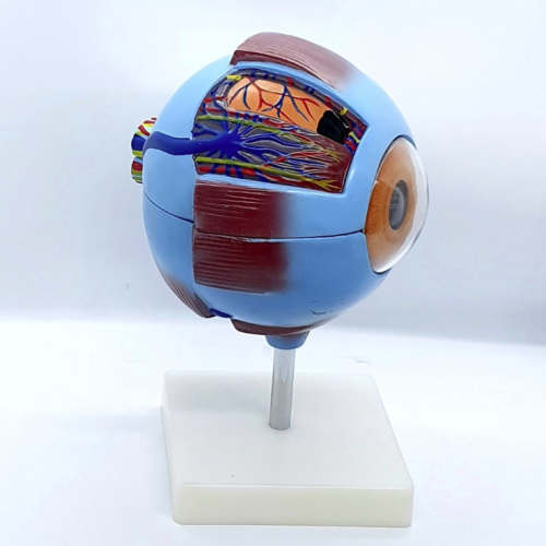 Ophthalmic Model Eye (Big) (Eye Training Model) – Malaysia Ophthalmic ...